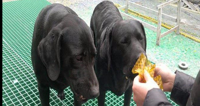 Fiberglass Plastic FRP Molded Grating Grille Cage Floor For Poultry ...