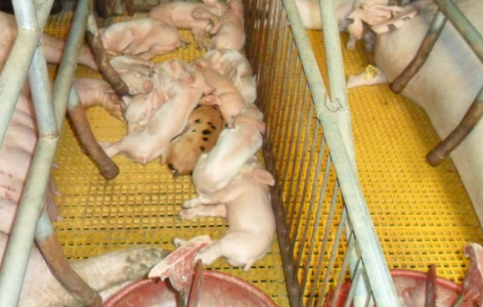 Fiberglass Plastic FRP Molded Grating Grille Cage Floor For Poultry ...